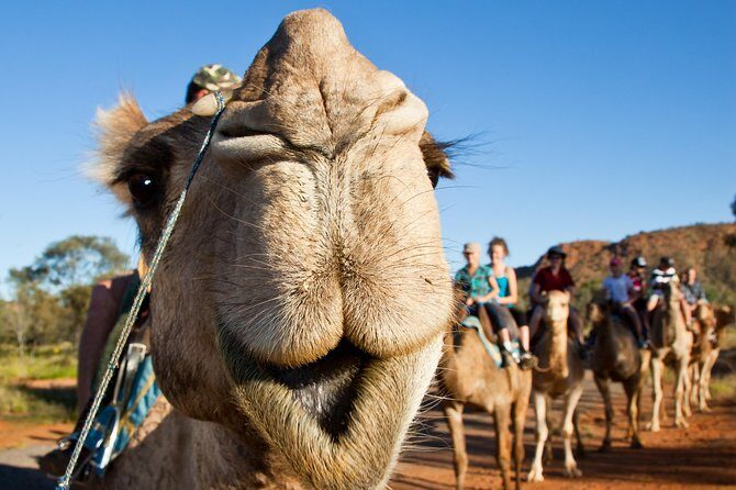 Alice Springs Camel Tour - Frequently Asked Questions