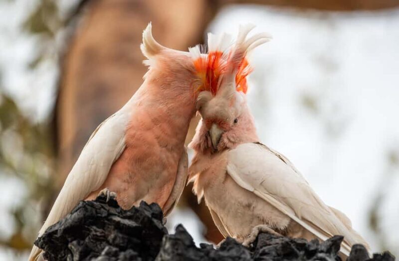 Alice Springs: Desert Park Entry Ticket - What to Expect from a Visit to Alice Springs Desert Park