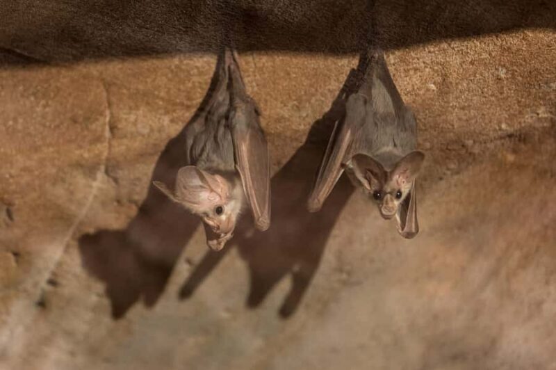 Alice Springs: Desert Park Entry Ticket - FAQ