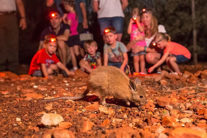 Alice Springs Desert Park Nocturnal Tour - Discover the Unique Charm of the Alice Springs Desert Park Nocturnal Tour