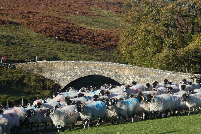 All Creatures Great and Small from Windermere - The Experience: What Past Travelers Say