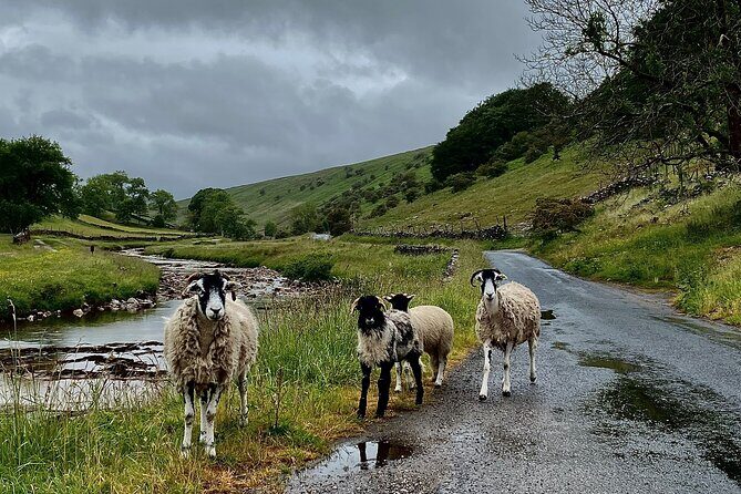 All Creatures Great and Small from Windermere - Final Thoughts