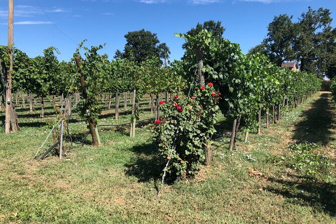 All In: Lambo,Ferrari,Balsamic,Wine, Parmigiano, PrivateTransport - FAQ