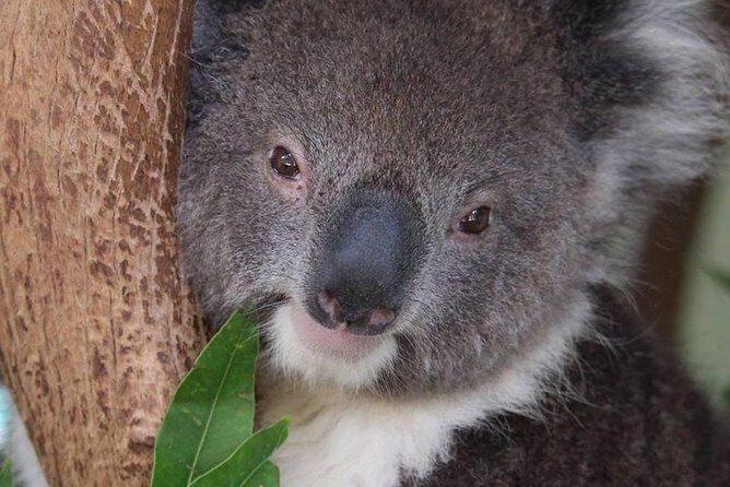 All Inclusive Blue Mountain,Scenic World,Lunch,Koalas,ferry - Who Will Love This Tour?