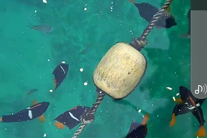 All-inclusive Colomitos cruise and Animas beach snorkeling - An In-Depth Look at the Experience