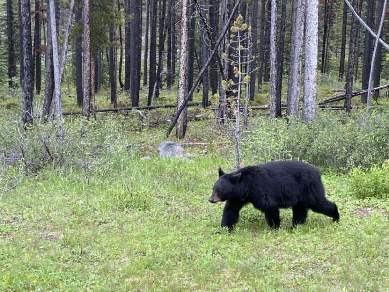 All-Inclusive Private Banff Tour with Hotel Transfer - The All-Inclusive Advantage: Value and Comfort