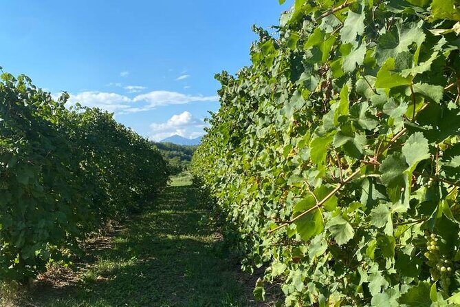 All inclusive Private Prosecco Hills Tour - 2 Wineries and Lunch. - Final Thoughts