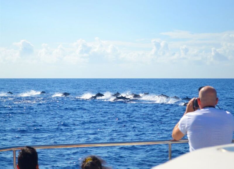 All Inclusive Whale and Dolphin Watching Luxury Tour - Why This Tour Is a Great Choice