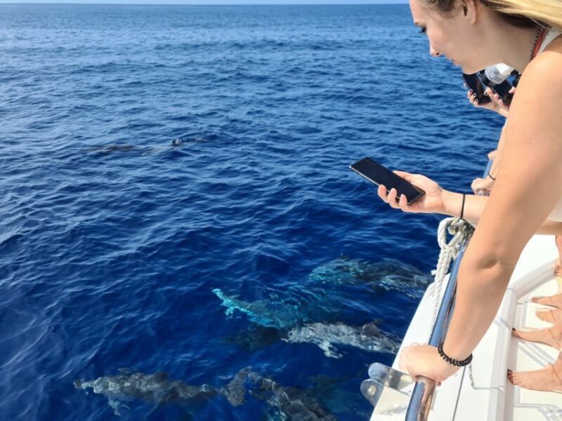 All Inclusive Whale and Dolphin Watching Luxury Tour - FAQ Section