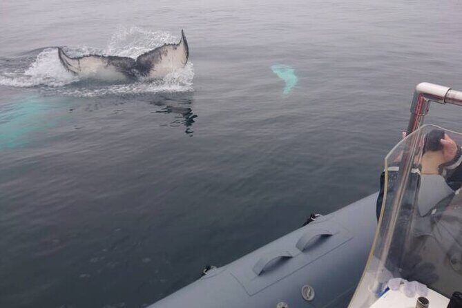 All-Terrain Vehicle Tour in Trinity Newfoundland and Labrador - What to Expect from the ATV Tour in Trinity