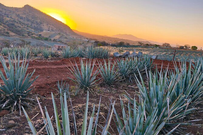 Alma Tequilera Flavors Tradition and Feast - A Closer Look at the Alma Tequilera Flavors, Tradition, and Feast Tour