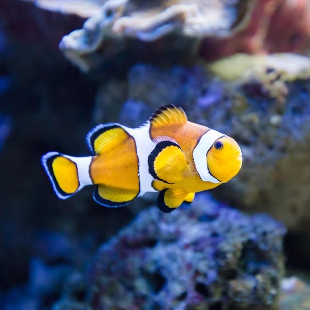 Almería: Aquarium Costa de Almería Entry Ticket - FAQ  