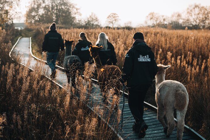 Alpaca & Donkey Trekking Experience at Wetley Moor Common - Key Points