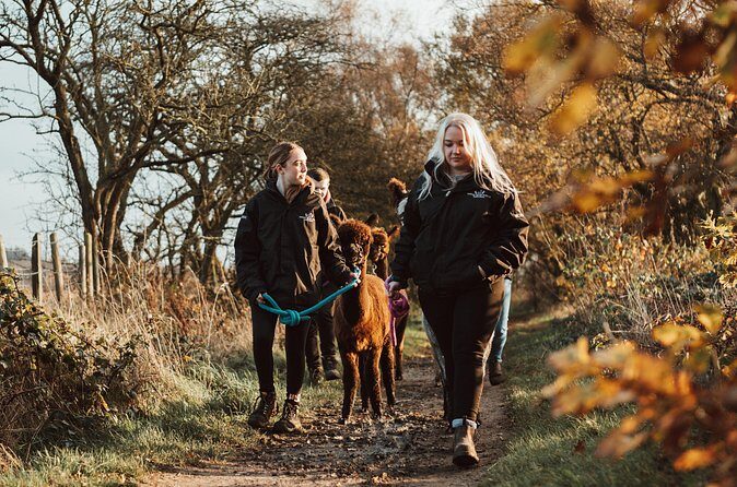 Alpaca & Donkey Trekking Experience at Wetley Moor Common - Who Will Love This Experience?