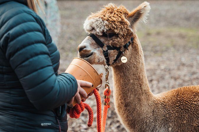Alpaca & Donkey Trekking Experience at Wetley Moor Common - FAQs