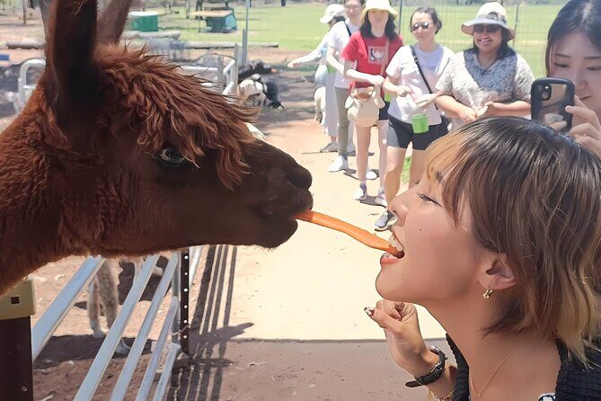 Alpaca Feeding with Wildlife and Nature Park Visit Private Tour - Key Points