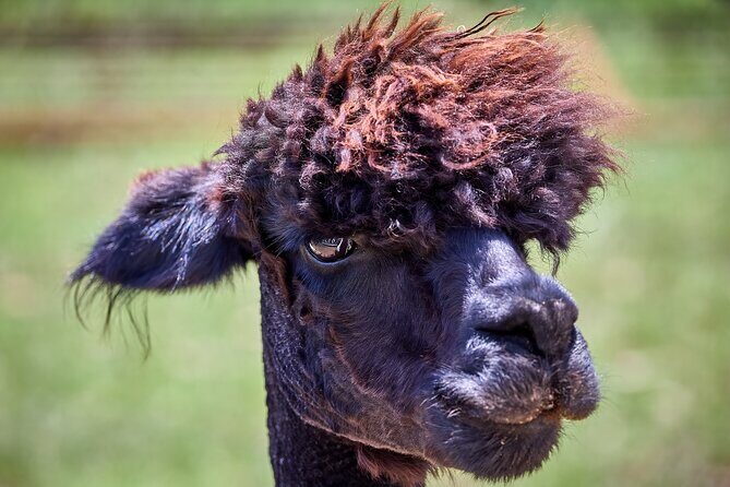 Alpaca Interaction and Wine Tasting - A Close Look at the Alpaca Interaction and Wine Tasting Tour  