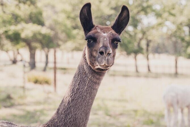 Alpaca Interaction and Wine Tasting - Why This Tour Offers Great Value  