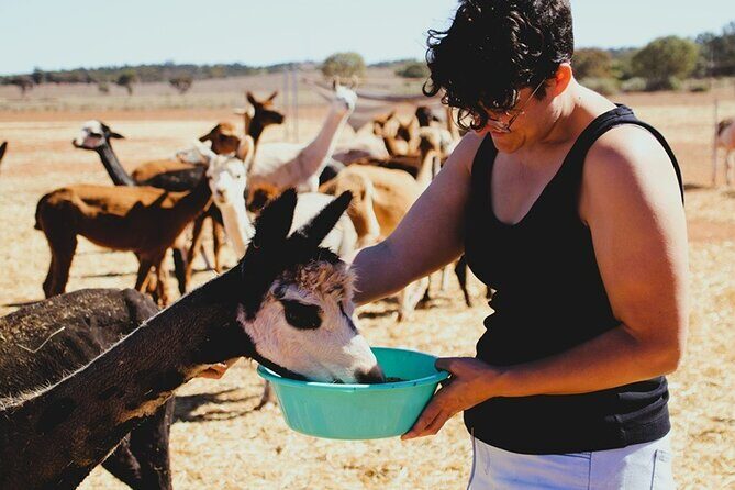 Alpaca Meet and Greet Experience in Peterborough - Practical Tips for Visitors