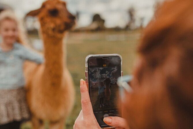 Alpaca Meet and Greet Experience in Peterborough - FAQs