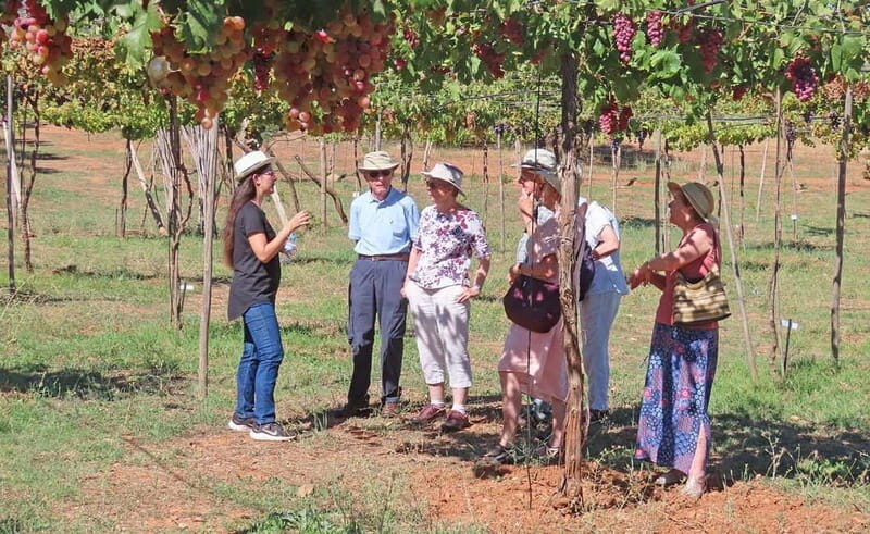 Alpujarra of Almería: Organic Wine tour and local aperitif - A Closer Look at the Organic Wine Tour