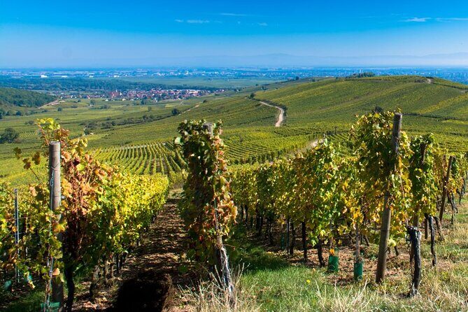 Alsace Full Day Wine Tour from Colmar - Exploring the Itinerary in Detail