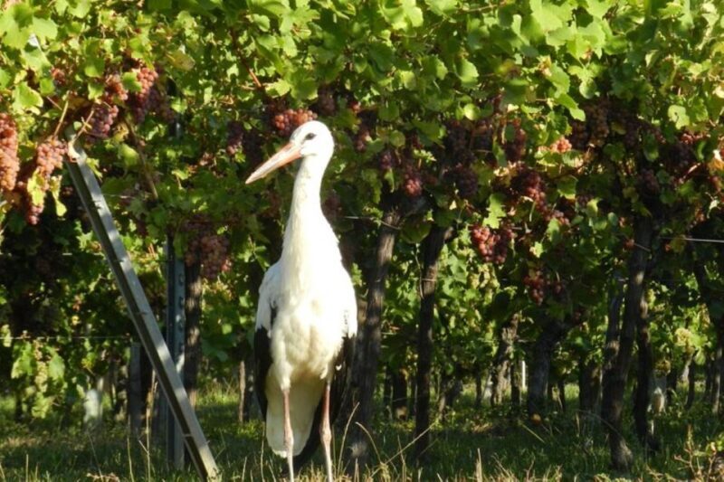 Alsace: Half-Day Wine Tour from Colmar - FAQs