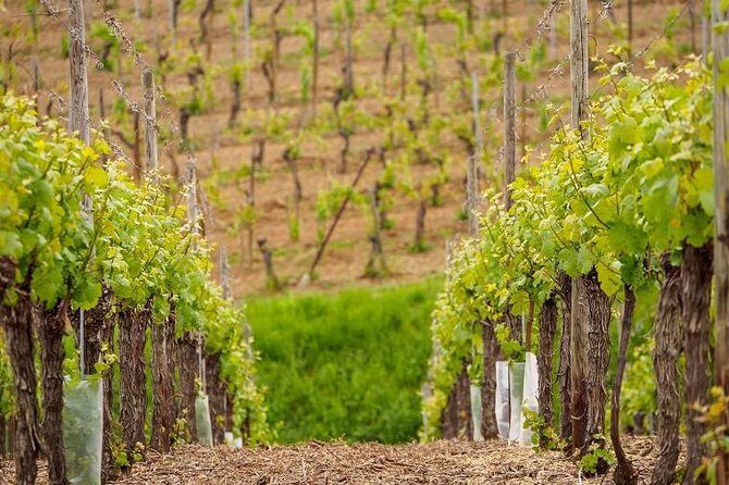 Alsace Wine Route Small Group Half-Day Tour with Tasting from Strasbourg - Exploring the Itinerary: What You Can Expect