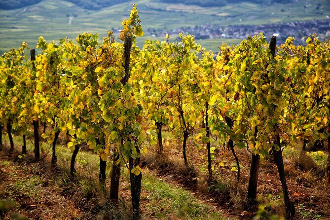 Alsace Wine Route Wineries & Tasting Small Group Guided Tour from Strasbourg - Who Should Book This Tour?