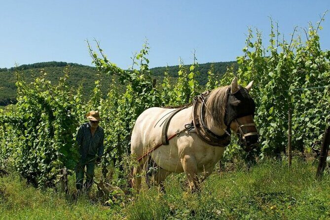 Alsace wine tour and medieval villages. Small group guided tour - Comfort, Logistics, and Overall Value