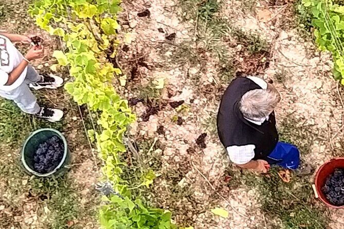 Alsace wine tour and medieval villages. Small group guided tour - FAQs