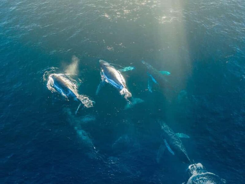 Alta: 3.5 Hour Fjord & Whale Watching Cruise - The Scenic Fjords and Wildlife Beyond Whales