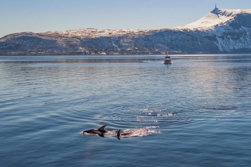 Alta: Altafjord Whale Watching in a Heated Boat - Comfort and Practicalities