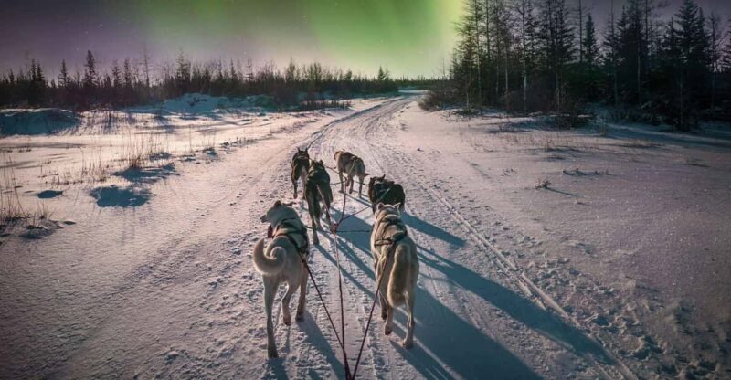 Alta: Dog Sledding Trip under the Northern Lights - Key Points