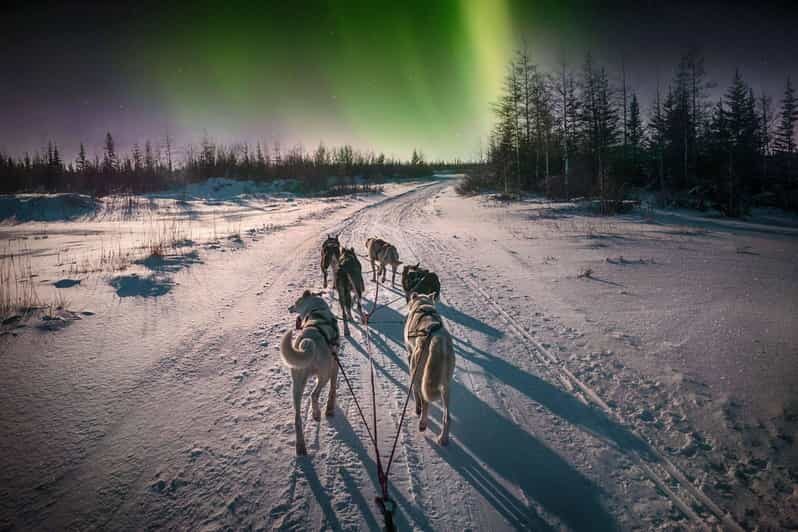Alta: Dog Sledding Trip under the Northern Lights - An In-Depth Look at the Alta Dog Sledding Experience