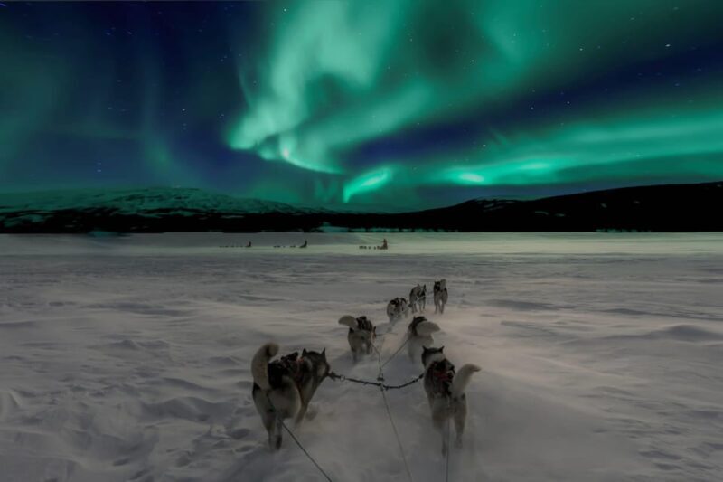 Alta: Dog Sledding Trip under the Northern Lights - Authentic Reviews and Highlights