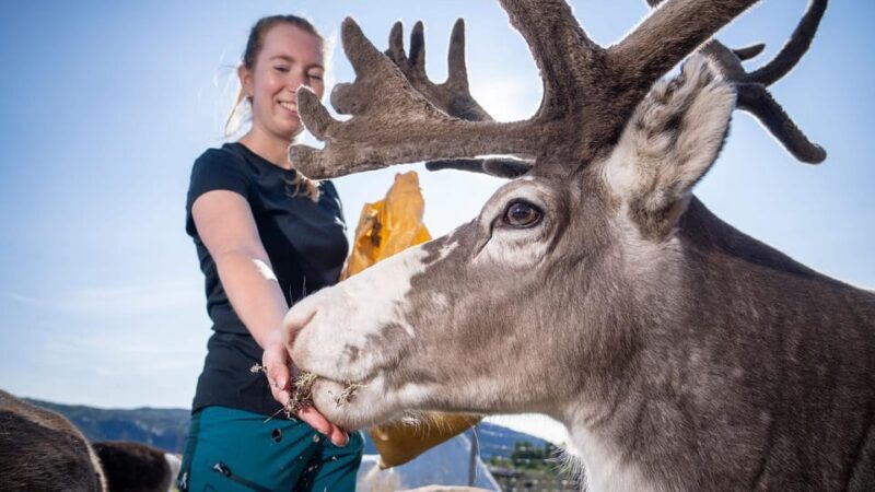 Alta: Reindeer - A carrier of Sámi Culture - Introduction