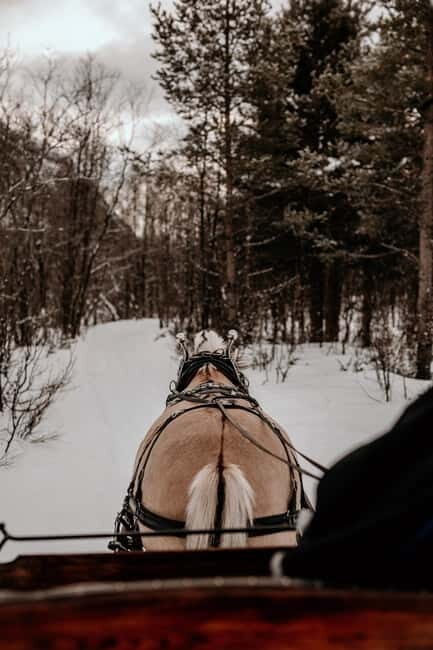 Alta: Sleigh Ride in the Arctic Countryside - Authenticity & Local Flavor