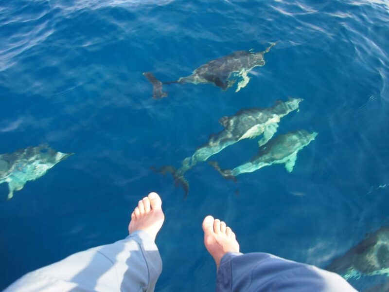 Always private 4 hour - Sail- dolphin Yacht Charter-paddle - The Sum Up: Who Will Love This Trip?