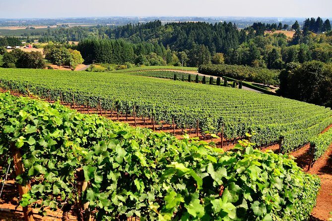 Amador County Wine Tasting Tours max 14 pax Private Wine Tours - Exploring Amador County’s Wine Scene with a Private Touch
