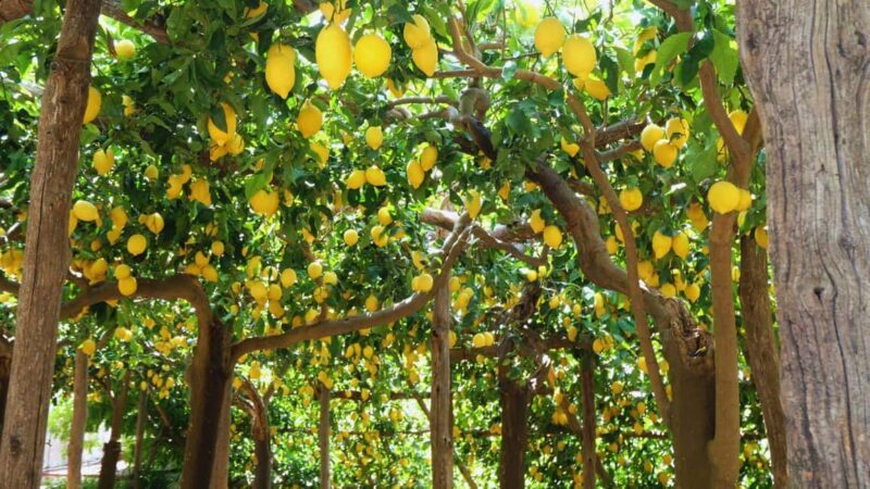Amalfi Coast: Hike Along the Path of the Lemons - A Closer Look at the Amalfi Coast: Hike Along the Path of the Lemons