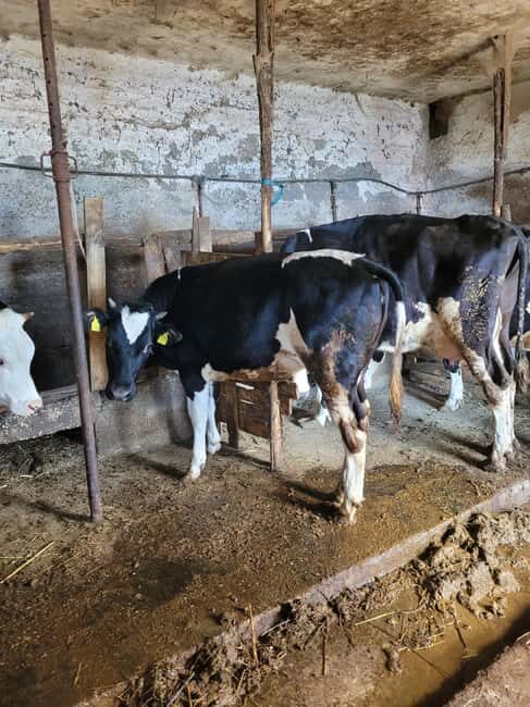 Amalfi: Milk the cows, Make Pasta, Mozzarella and Tiramisù! - In-Depth Review of the Amalfi Farm & Cooking Tour