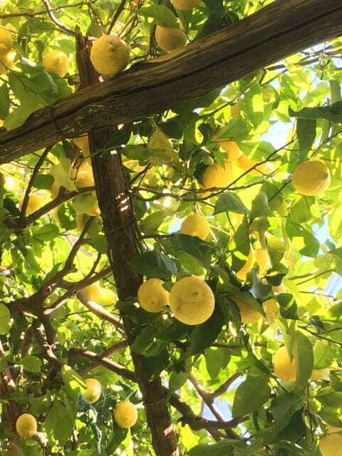 Amalfi Organic Lemon Tour & Tasting in the Historical Garden - What Travelers Say