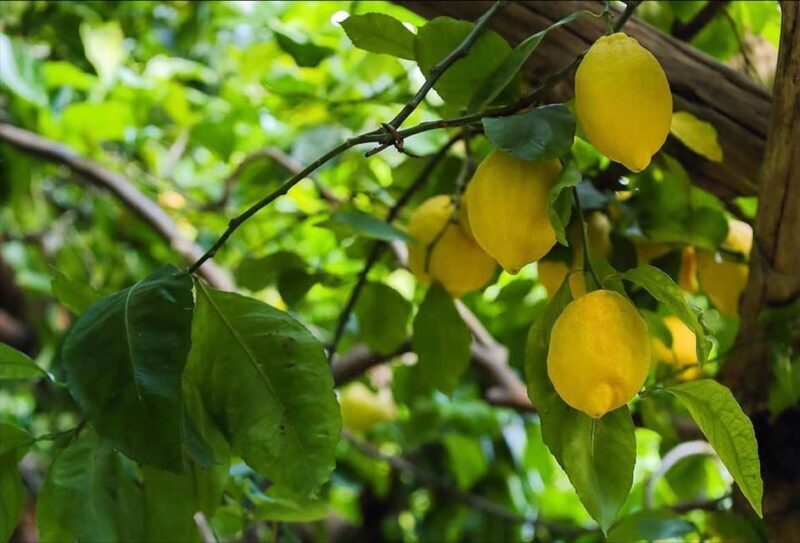 Amalfi Organic Lemon Tour & Tasting in the Historical Garden - FAQs