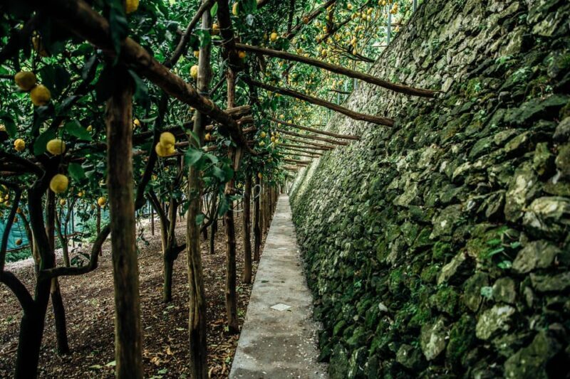 Amalfi: Vertical Lemon Farm Tour, Tastings, and Rural Museum - Who Will Love This Tour?