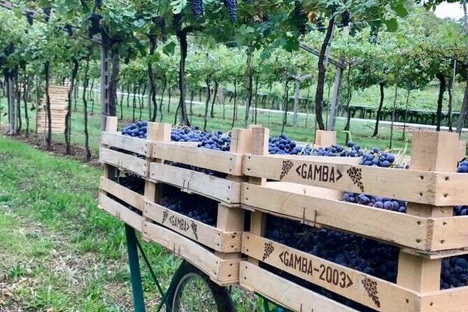 Amarone-Valpolicella tour. Visit Verona. From Venice - Key Points