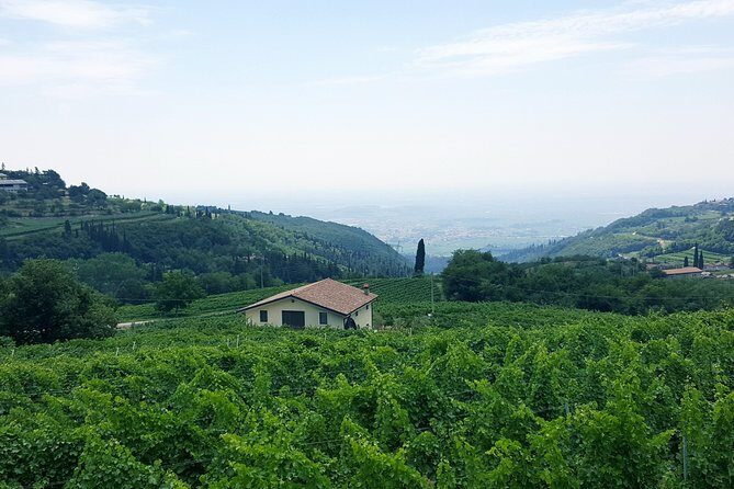 Amarone Wine Tour (all-inclusive full day with lunch and expert wine guide) - Why This Tour Is Great Value