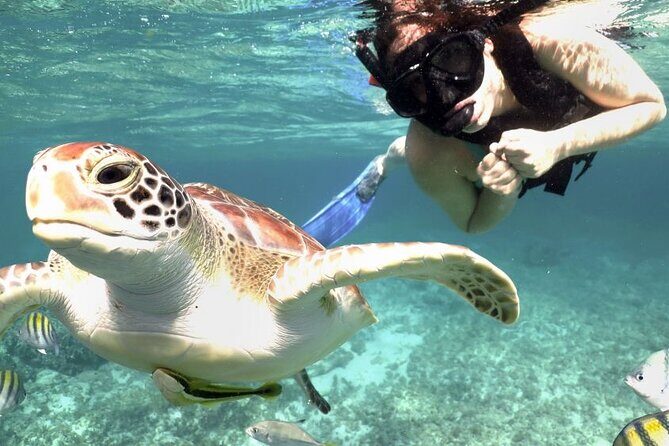 Amazing Adventure in Akumal. Swim with turtles and discover Tulum Ruins. - The Practical Side: Pricing, Value, and Logistics