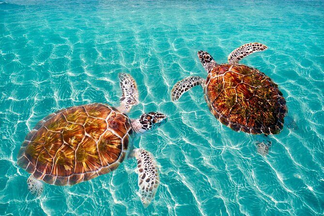 Amazing Adventure in Akumal. Swim with turtles and discover Tulum Ruins. - FAQ