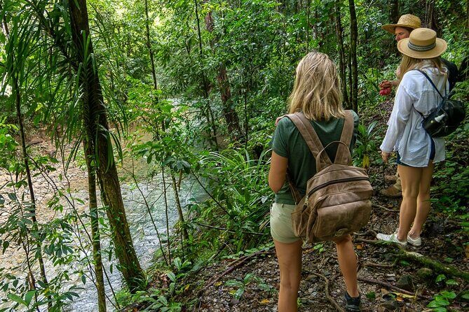 Amazing Daintree Rainforest Tour Waterfall Hike, Lunch, Swim & Crocodile Cruise - The Itinerary in Detail: What to Expect
